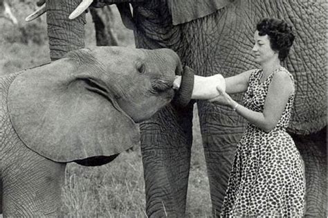 Visit The Worlds Most Successful Elephant Rescue