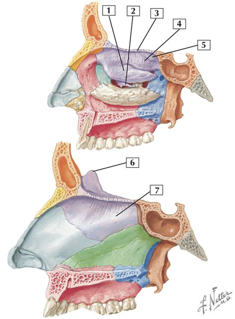 Ethmoid Bone Diagram Quizlet