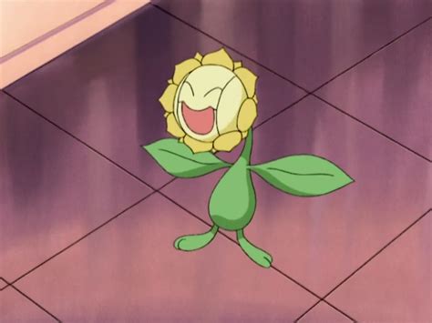 Sunflora Evolution