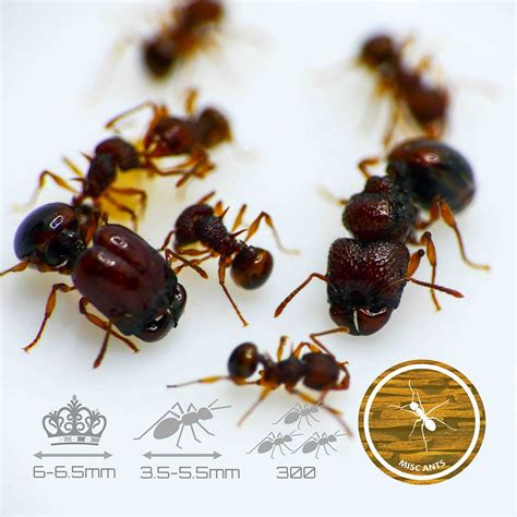 Live Ants Ant Colonies Queen Ants Ant Nestss Live Ants