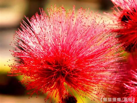 朱纓花，不但豪放，也很撩人嘛 每日頭條
