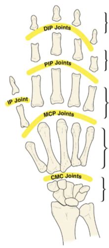 Hand Origin Insertion And Action Ch 16 Unit 2 Flashcards Quizlet