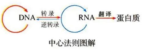 【常识积累】生物常识 知乎