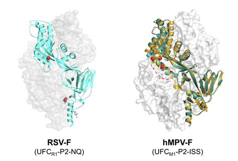 A Tale Of Two Fusion Proteins Rsv F And Hmpv F Research Communities