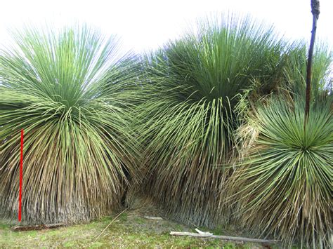 The Grass Tree Xanthorrhoea Semiplana Fmuell Xanthorrhoeaceae The