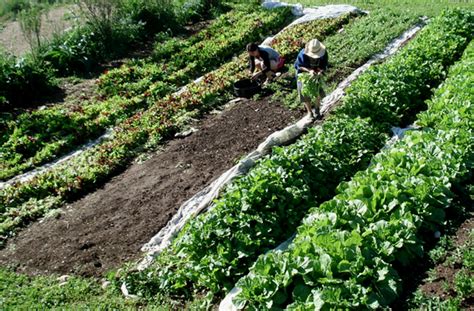 Crop Rotation | Sustainable Settings
