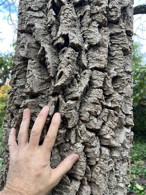 Ehretia Dicksonii Pan Global Plants