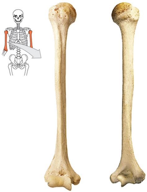 Appendicular Skeleton Lab Unit 2 Humerus Diagram Quizlet