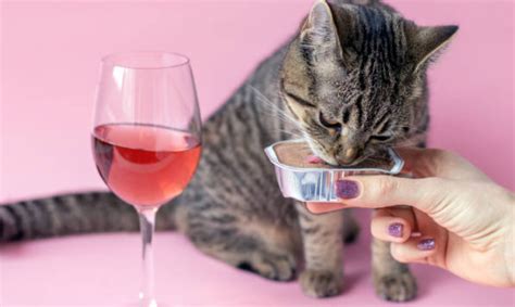 Understanding 7 Key Stages Of Iris Kidney Disease A Guide For Pet Owners NiceFarming Com