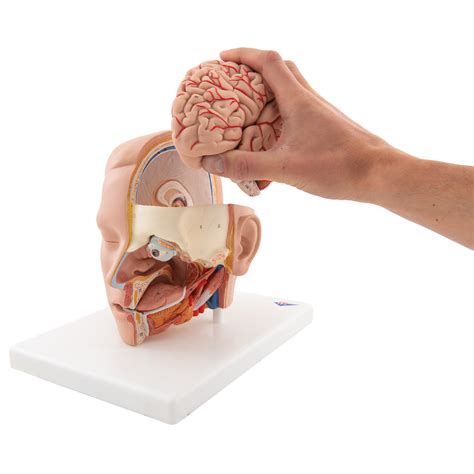 Detailed Head Model 6 Part 3b Scientific C091