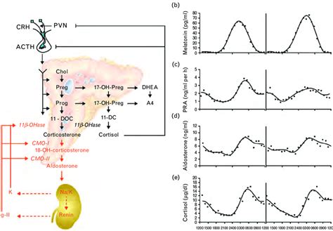 A Regulatory Endocrine Feedback Loops That Control Early And Late