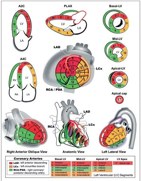 Seguimentação Do Ve Echocardiogram Cardiac Sonography Cardiology