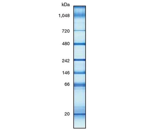 Nativemark™ Unstained Protein Standard
