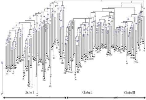 Neighbor Joining Dendrogram Using Aflp Data From Inifap Common Bean