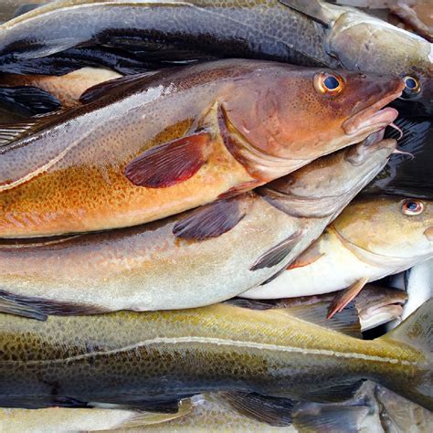 Why Pacific Cod Is The Best Fish For Fish And Chips Perfect Frying Guide