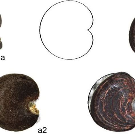 Two Examples Of The Method Used To Calculate The J Index The Image Download Scientific Diagram
