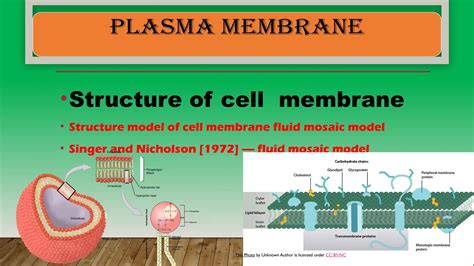 Plasma Membrane Ppt By Pradeep Dhakar Pptx