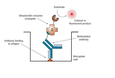 Med浅谈 抗体蛋白标记——生物素篇纯化分子生物学反应