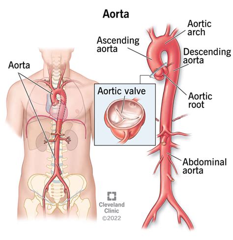 Aorta Anatomy And Function