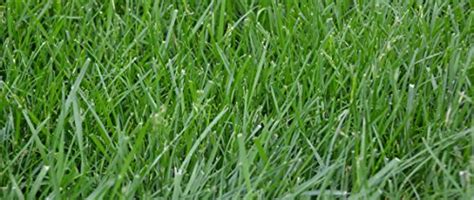Fine Fescue Vs Tall Fescue Whats Better For My Lawn The Backyard Pros
