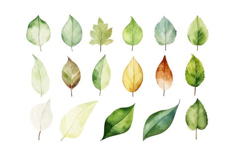 Premium Vector Watercolor Leaf Clipart For Graphic Resources Vector
