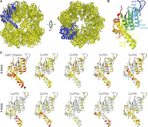 A Clpp Protease Structure From E Coli Pdb 1yg6 Yu And Houry 2007