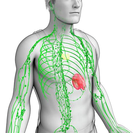 Male Lymphatic System 13 By Science Photo Library