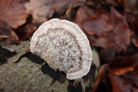 Hairy Bracket Mushroom Identification Plus Medicinal And Ecological