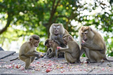 Mono Comiendo Fruta En El Parque Foto Premium