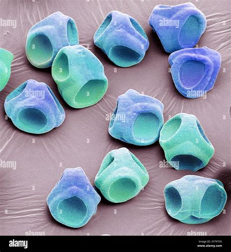 Periwinkle Vinca Sp Pollen Grain Coloured Scanning Electron