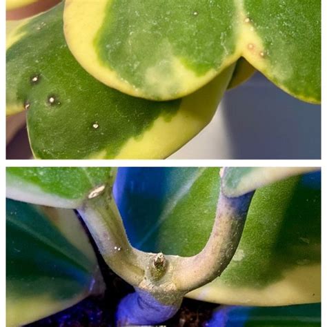 Tylecodon Paniculatus Bonsai Tree Cactus Plant Succulent Easy To Grow