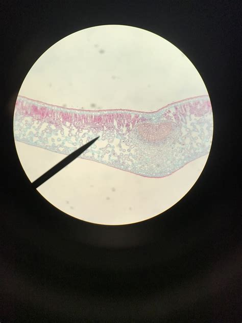 Dicot Leaf Slide Diagram Quizlet