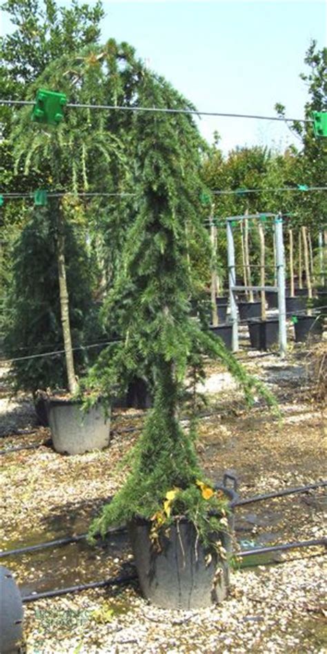 Cedrus Deodara Pendula Weeping Himalayan Cedar