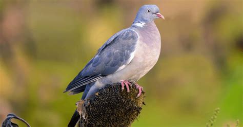 108 Beautiful French Bird Species From Owls To Ostriches