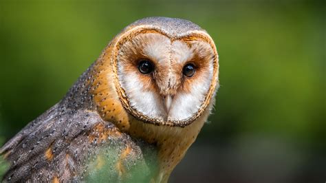 10000 Free Barn Owl And Owl Images Pixabay
