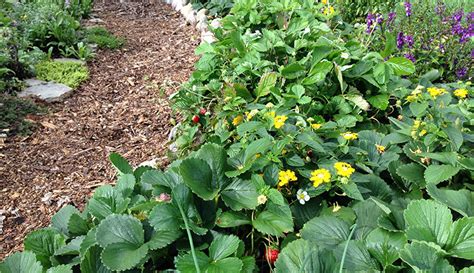 5 Passive Irrigation Techniques That Make Watering Easier Hobby Farms