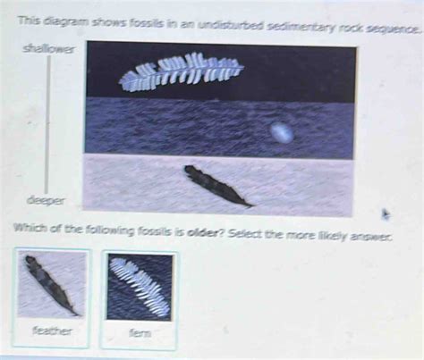 Solved This Diagram Shows Fossills In An Undisturbed Sedimentary Rock