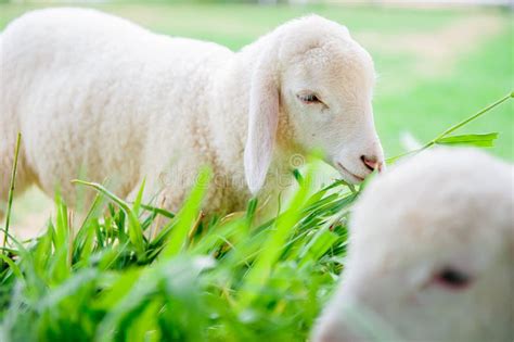 Little White Sheep Stock Image Image Of Wallpaper Steak 88569901