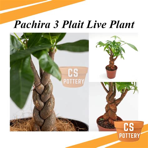 Real Live Plant Pachira 3 Plait Thick Stem Money Tree Pokok Hidup