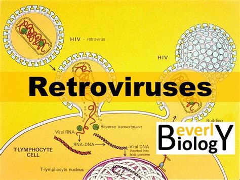 Badran Aljardan Mscpheb Bscems On Linkedin Retroviruses