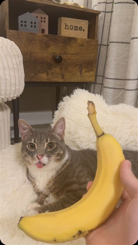 Rigby Cat Were In Second Place Everyone Get Your Votes In Daily