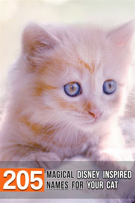 Disney Cat Names 205 Best Names For Your Prince Or Princess Disney