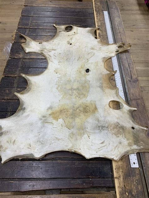 Natural Deer Rawhide Shelf7t Kentucky Leather And Hides