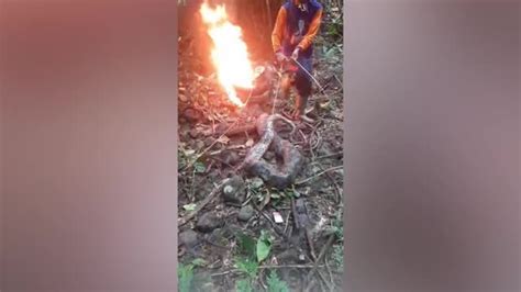 Killer Python Burned After Eating Mother In Indonesia Viralpress