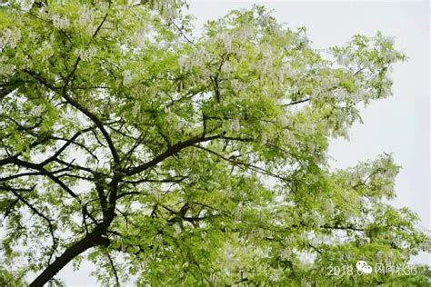 又是一年槐花香，拿上钩搭钩槐花！