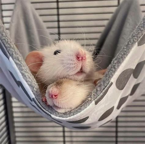 50 Cute Pictures Of Pet Rats That Just Might Persuade You To Get One