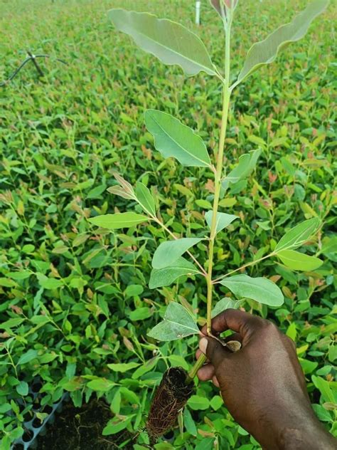 Eucalyptus Clone 316 At ₹ 5plant Clone Eucalyptus In Jangareddygudem