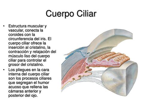 Ppt Ojo Y Oído Powerpoint Presentation Free Download Id 4511489