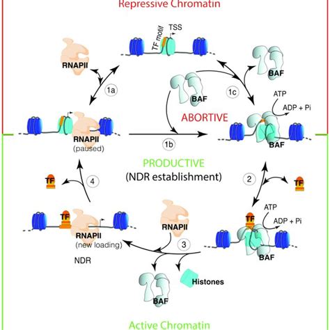 Enrichment Of Baf Increases Nucleosome Eviction A Comparison Of Download Scientific Diagram