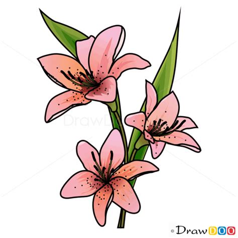How To Draw Lily Flowers Step By Step Guide